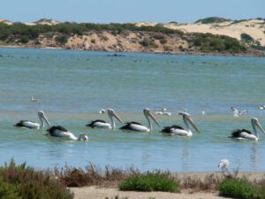 About The Coorong - Coorong Environmental Trust